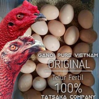 Vietnamese Ganoi Chicken Ori Original Mangon Fertile Eggs Anti Locok