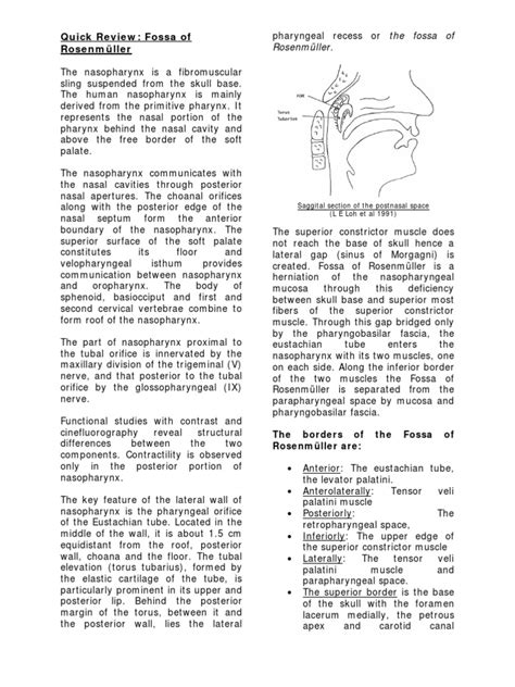 Quick Review Fossa Of Rosenmuller Download Free Pdf Anatomical Terms Of Location Primate