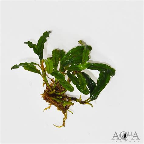 Bucephalandra Silver Aurora Aqua Imports