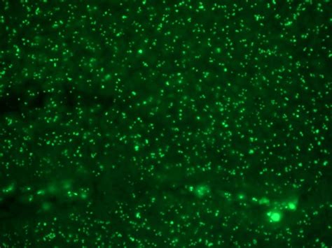 Human Nucleolar Antigen Marker For Human Cells Monoclonal Antibody Nm95 Cf® 488 Msm2 95