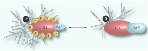 Covalent And Allosteric Regulation Of Glycogen Synthase In Skeletal Download Scientific Diagram