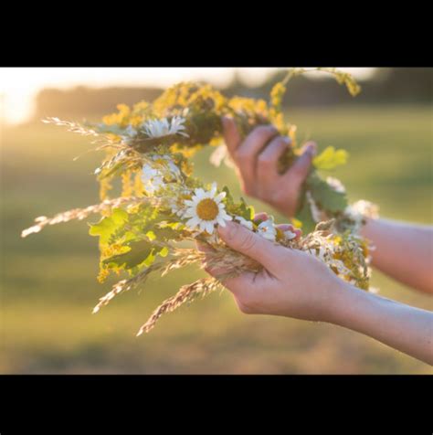 Довечера небето се отваря звездите слизат на земята Билки добиват