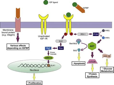Complete Protein Igf 1 Signaling In Cancer Formation