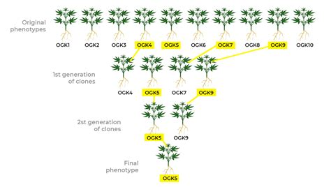 What Is The Difference Between Genotype And Phenotype Fast Buds