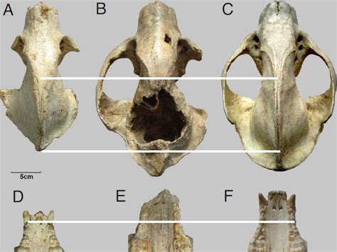 Ailuropoda Microta