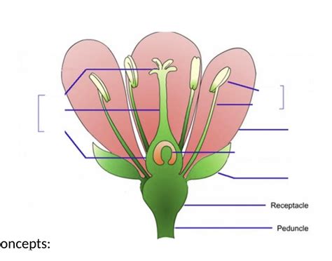 Angiosperm Anatomy Quiz