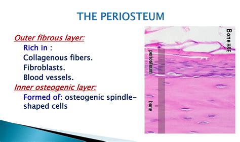 Cartilage And Bone Histology Microscopic Anatomy Pdf