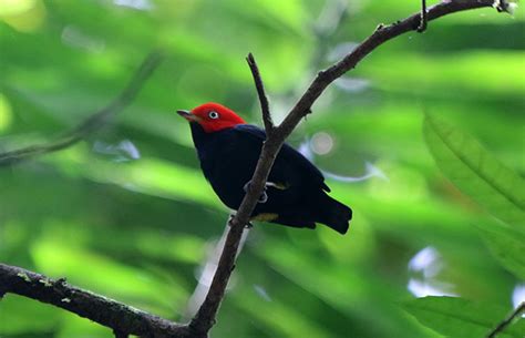 Best Foot Forward Eight Animals That Dance To Impress Natural