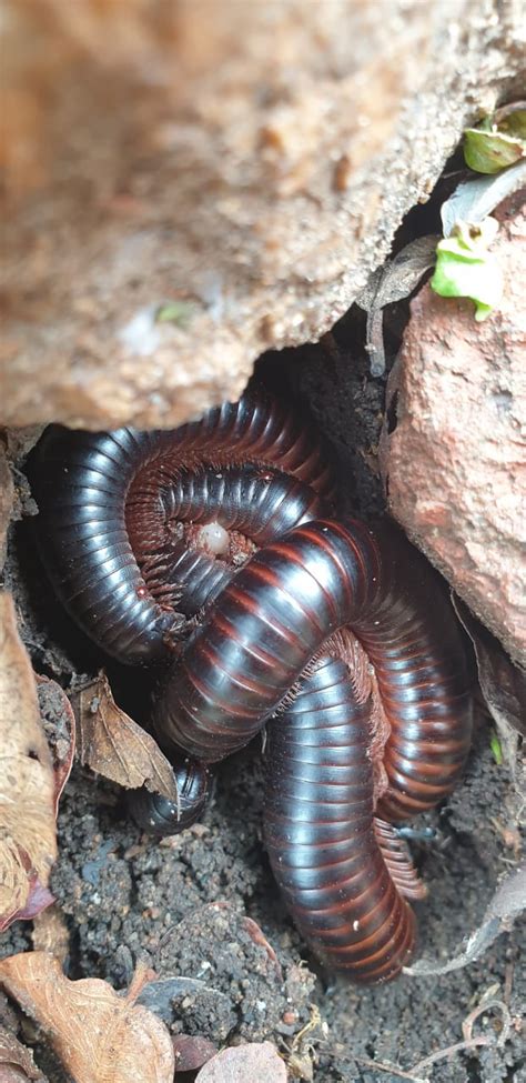 Millipedes Mating Kwambili Safari Lodge