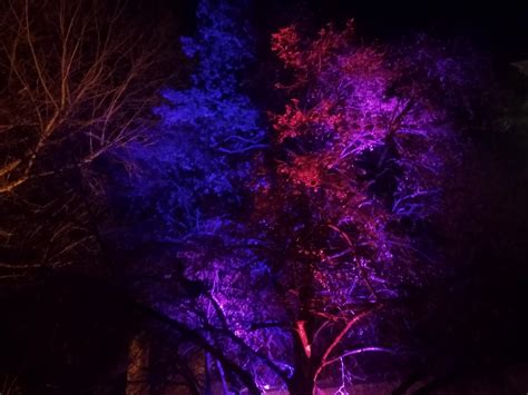 The Bisexual Tree R Bisexual