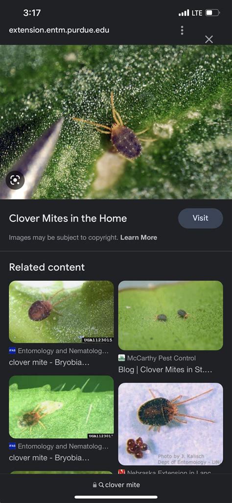 Clover Mites Chiggers Help Rbugidentification