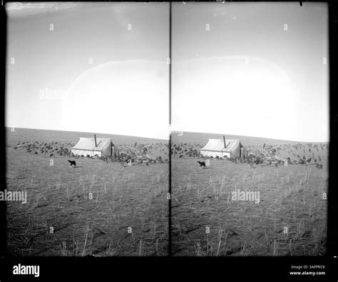 Lee Moorhouses Photograph Captures Turkeys In A Stubbled Field