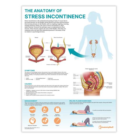 Anatomy Posters Page 3 Anatomystuff