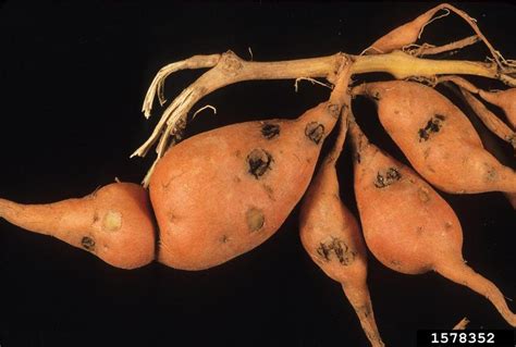 Streptomyces Soil Rot Pox Streptomyces Ipomoeae Person And Martin