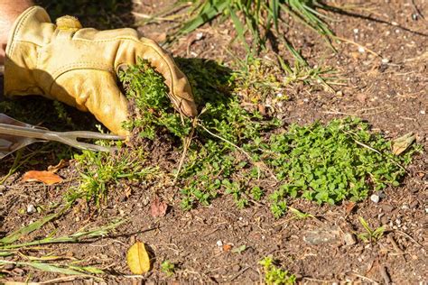 Best Grass Seed Hawaii At Victoria Brownlee Blog