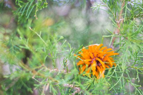 Cedar Apple Rust A Disturbing Discovery Countryside