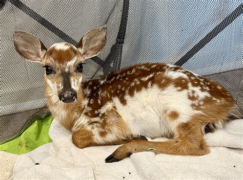 Found A Fawn Wildlife Rescue Coalition
