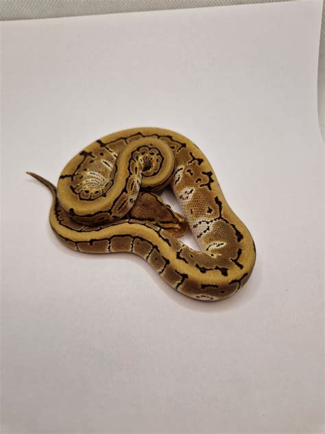 Single Pinstripe Ball Pythons Morphmarket Reptile Community