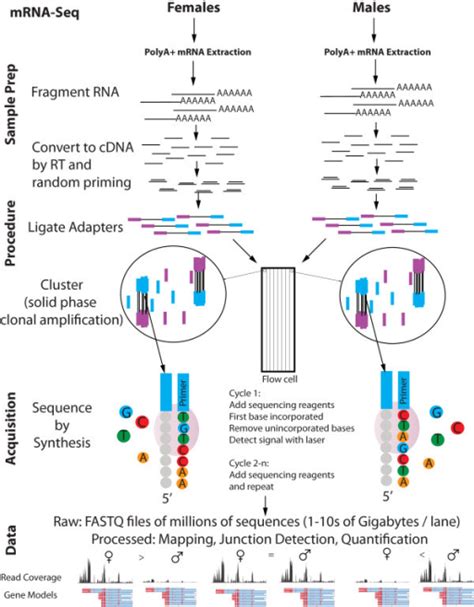 Data Production Workflow For Rna Seq Rna Seq Requires Open I