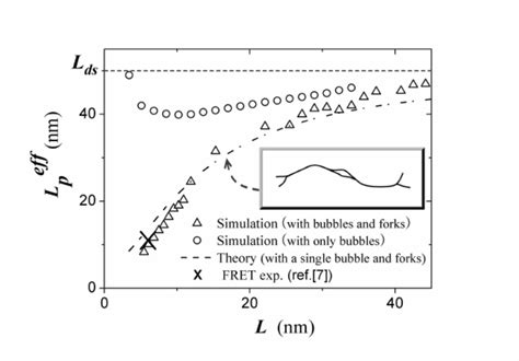 Effective Persistence Length Of The Fragment Of Dna With Contour