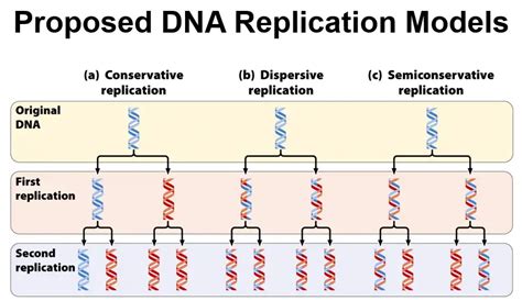 How Was The Semi Conservative Model Proven Sciencecodons