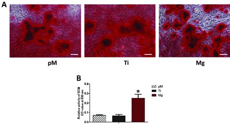 Analysis Of Ecm Mineralization Of Mc3t3 E1 Cells Calcium Nodes Download Scientific Diagram