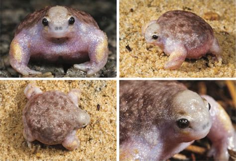 Evolutionary And Natural History Of The Turtle Frog Myobatrachus