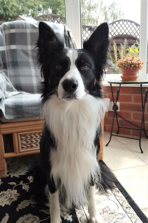 Border Collies with beards : r/BorderCollie