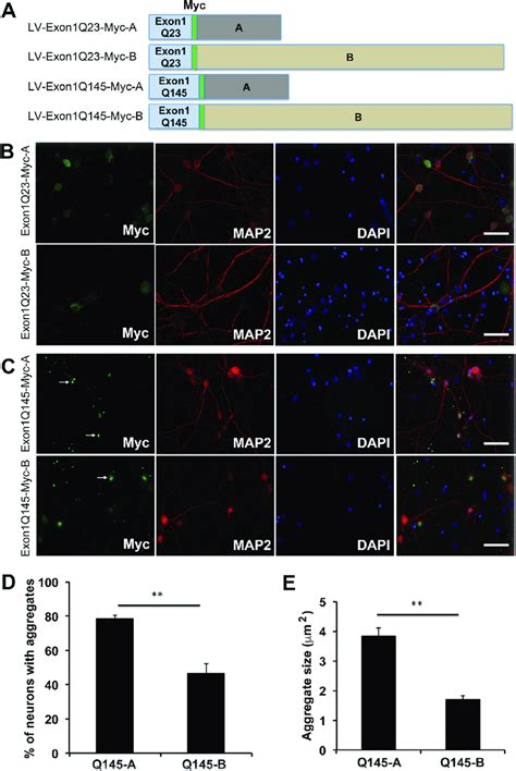 effects of the htt 3 0 utrs on formation of mhtt aggregates in neurons