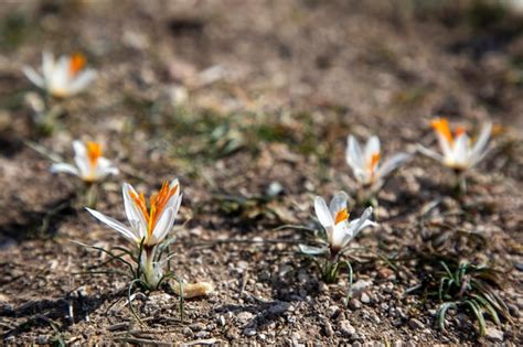 Premium Photo Endemic Crocus Species Scientific Name Crocus