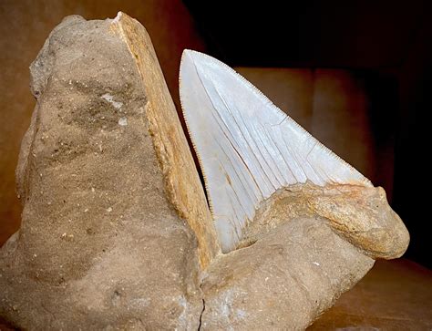 Megalodon In Matrix Abutting Possibly Lodged In Sea Mammal Bone