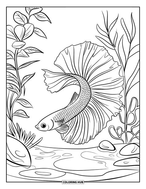 Betta Fish Coloring Page Realistic Betta Fish Coloring Page Msgego