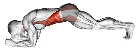 Anatomie Des Abdominaux Le Guide Complet Boxlife