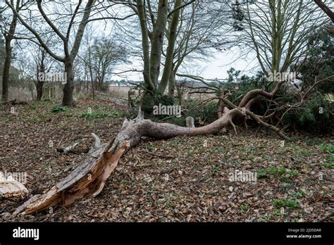 Fallen Tree Branches And Debris Due To Bad Stormy Weather Climate