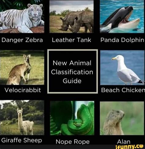 Danger Zebra Leather Tank Panda Dolphin New Animal Classification Guide