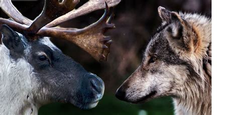Predators Prey And People How Humans Effect The Trophic Cascade