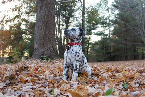 22 Dalmatian Mixed Breeds With Info And Pictures Hepper Pet Resources