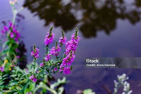 클로즈업에 필드 식물과 꽃의 다양한 일년 중 다른 시기에 녹색 잎이있는 줄기와 나뭇 가지에 천연 꽃다발 0명에 대한 스톡 사진