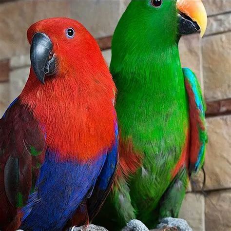 Eclectus Parrot Eclectus Parrot Male And Female Personality Behavior