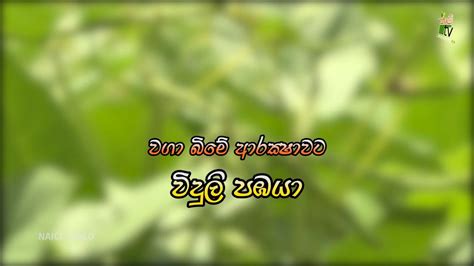 Mihikatha Dinuwo Tv Program විදුලි පඹයා 2020 12 25 Krushi Tv Youtube