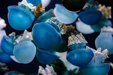 How To Cook Blue Blubber Jellyfish