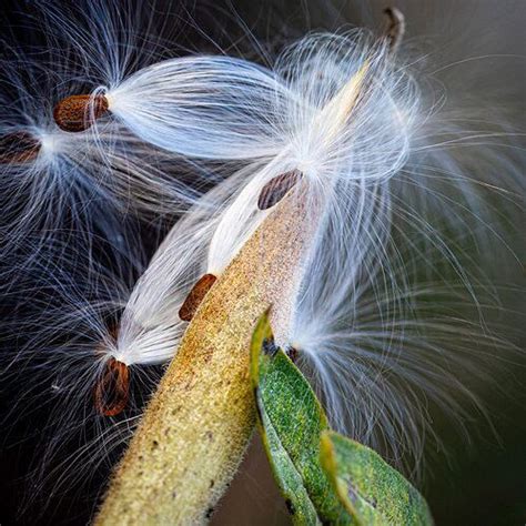Seed Pod Close Up 2 By Shirley Freeman Macro Close Up Critiques Nature Photographers Network