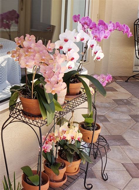 Indoor Orchids In Pots