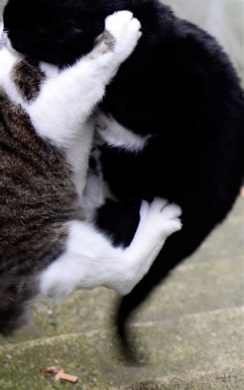 Number 10 Cat Larry Loses Collar In Most Brutal Fight Yet With