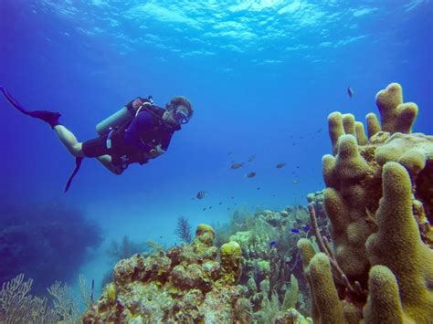 Marine Magic Dive Center Brings Ambergris Caye Coral Reefs To Life