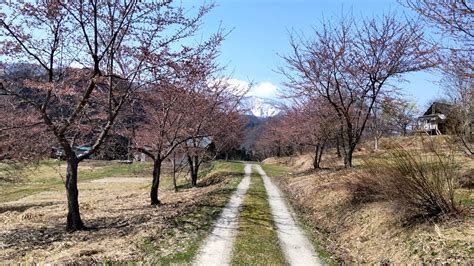 19日の桜 北村山天文愛好会
