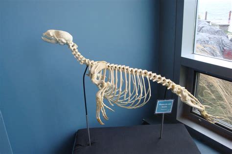 Harbor Seal Skeleton By Amongthefirst On Deviantart