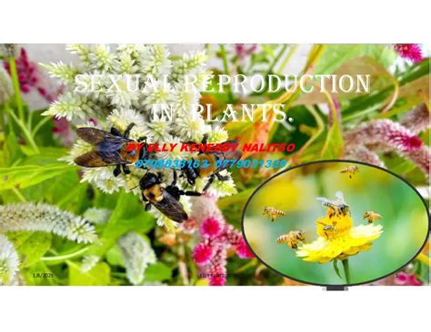 Sexual Reproduction In Plants Presentation Elly Keny Free Pdf