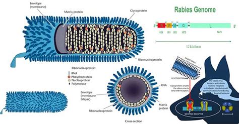 Rabies Virus An Overview