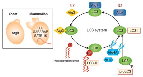 Lc3 Antibodies Lc3 Antibodies